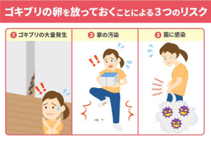 ゴキブリの卵の駆除方法は？産むタイミングや場所も紹介 | ゴキブリ駆除なら24時間完全対応のゴキブリ駆除24【再発率1％】